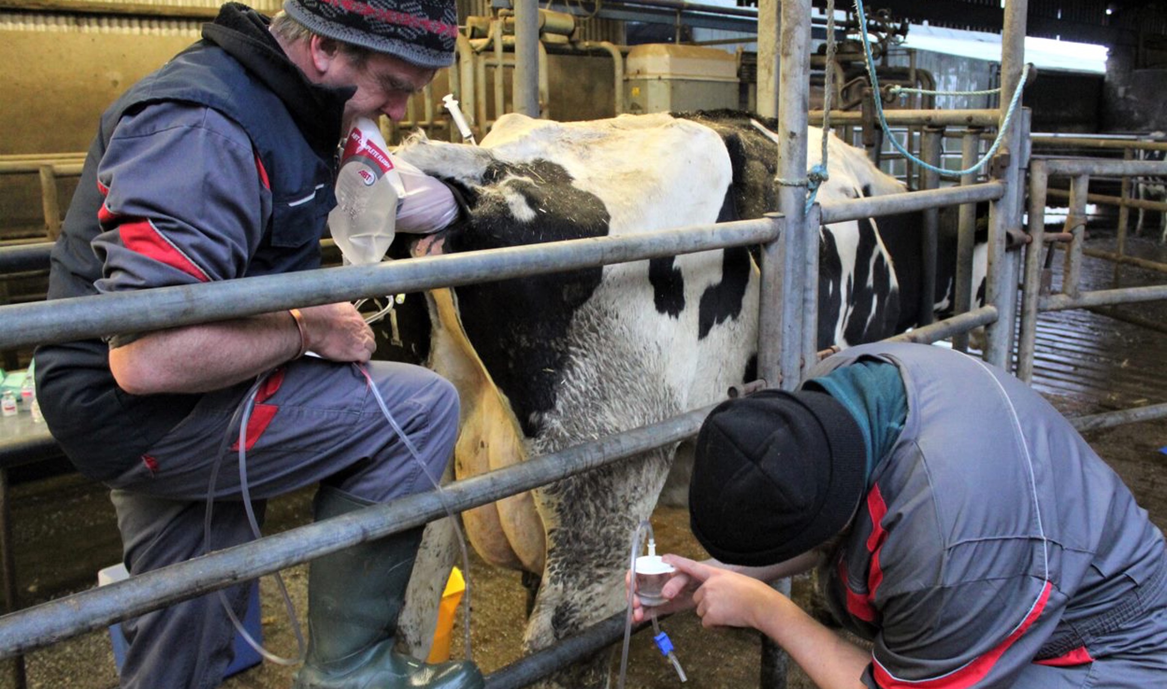 Embryo Transfer Cattle ¦ Embryo Transfer in Cattle Ireland ¦ Cattle Embryo
